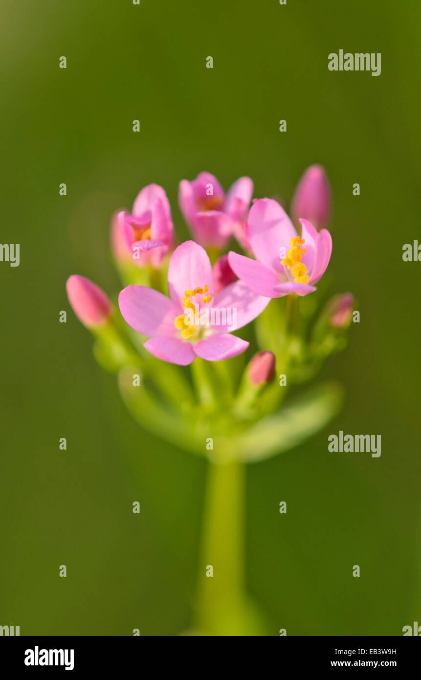 Common centaury (Centaurium erythraea Stock Photo - Alamy