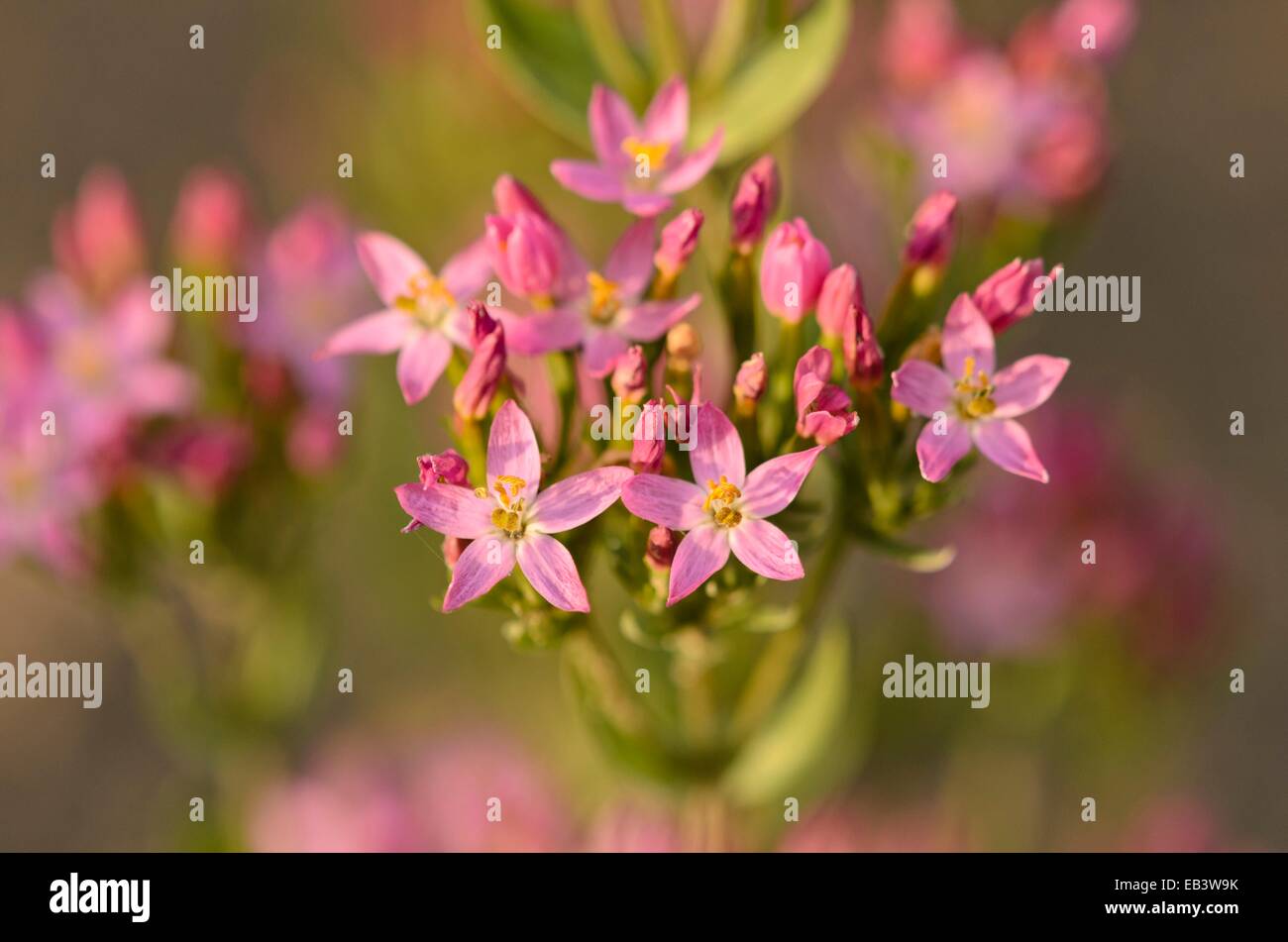 Common centaury (Centaurium erythraea Stock Photo - Alamy