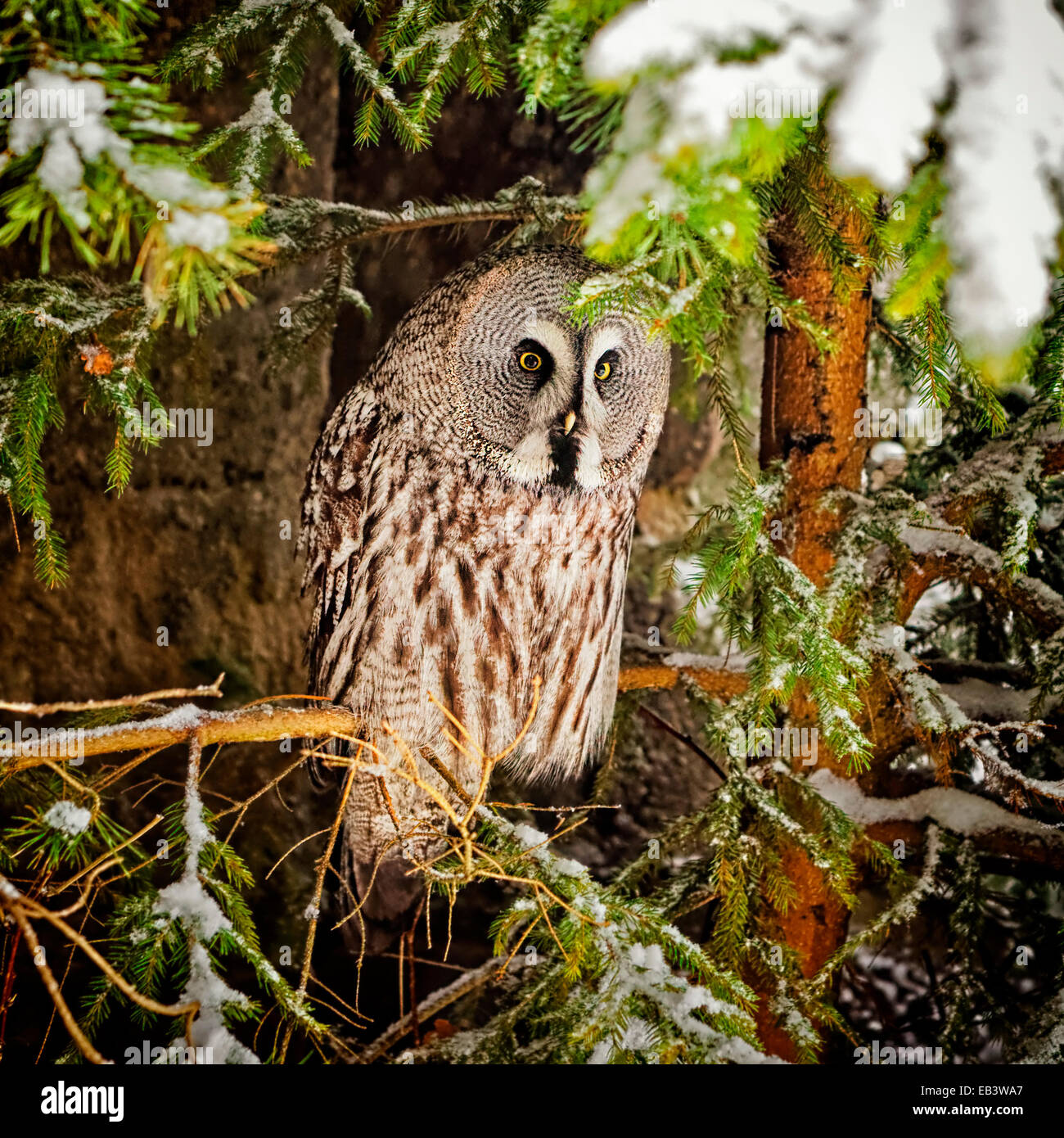 Big grey owl at tree in winter Stock Photo - Alamy