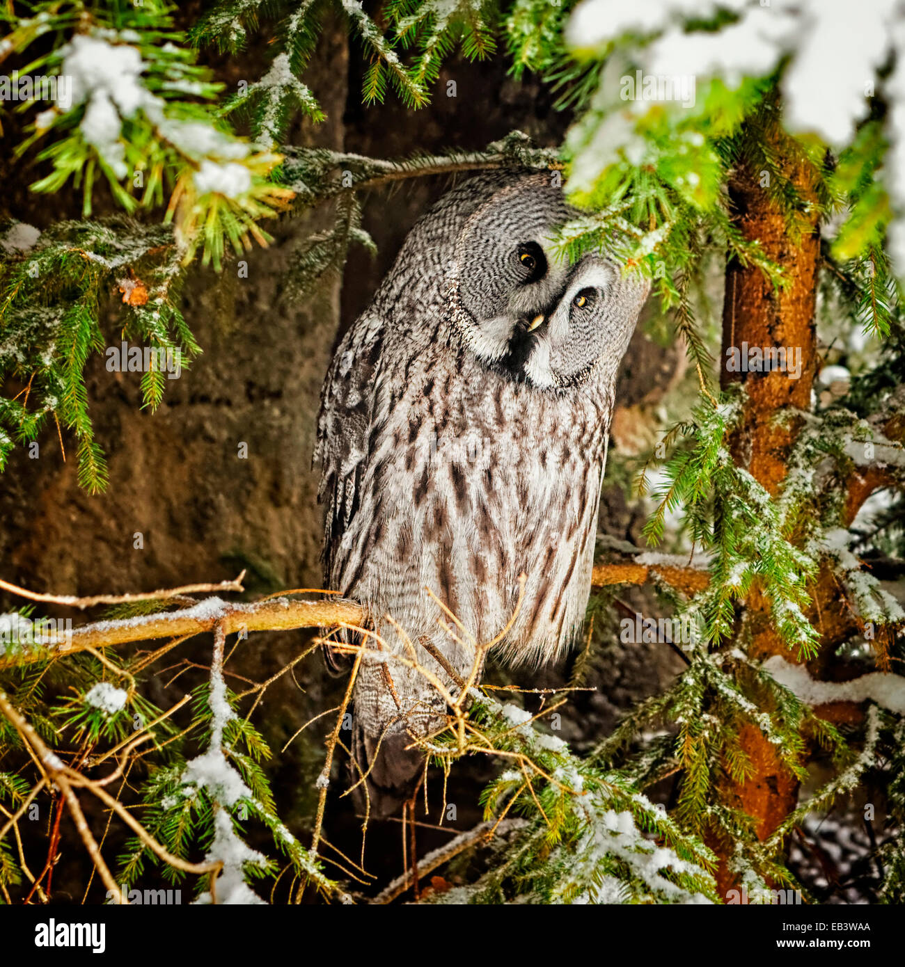 Big grey owl at tree in winter Stock Photo - Alamy