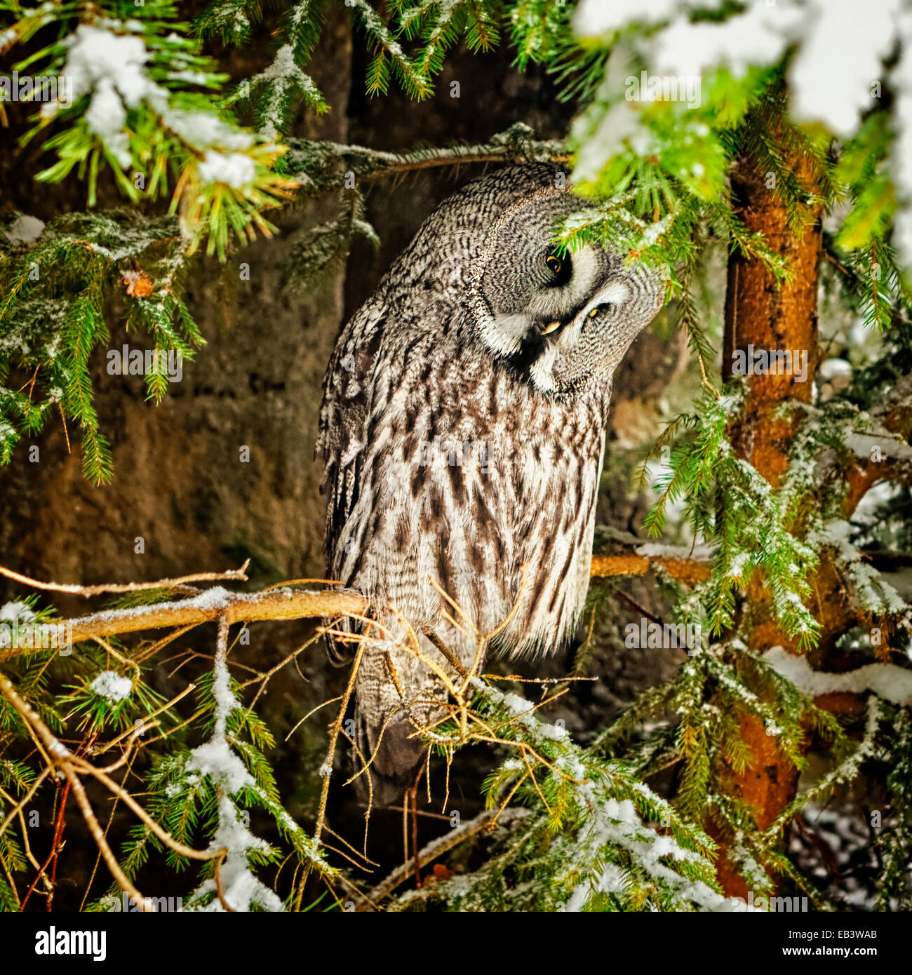 Big grey owl at tree in winter Stock Photo - Alamy