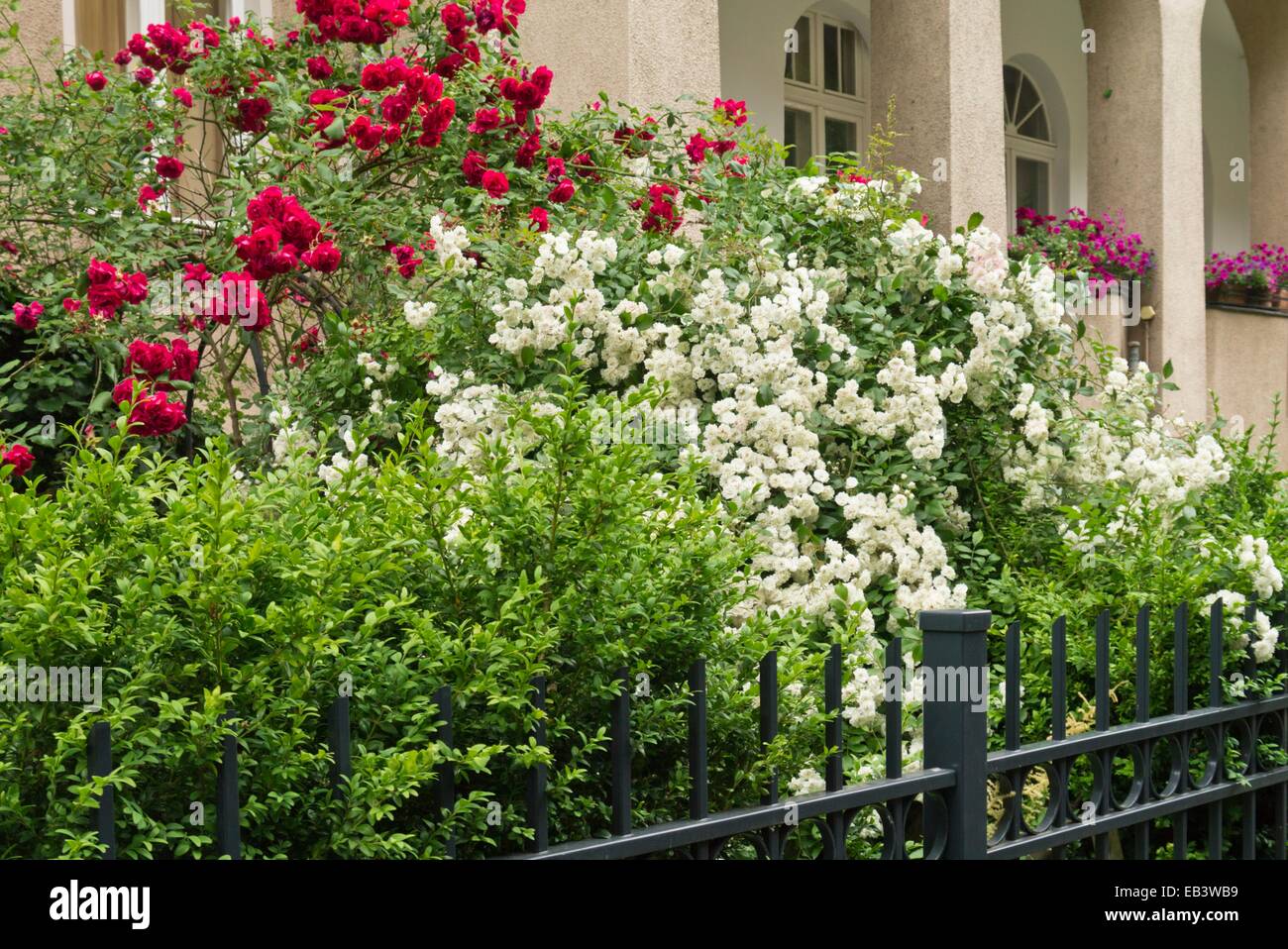 Roses (Rosa) in the front garden of an apartment building Stock Photo ...