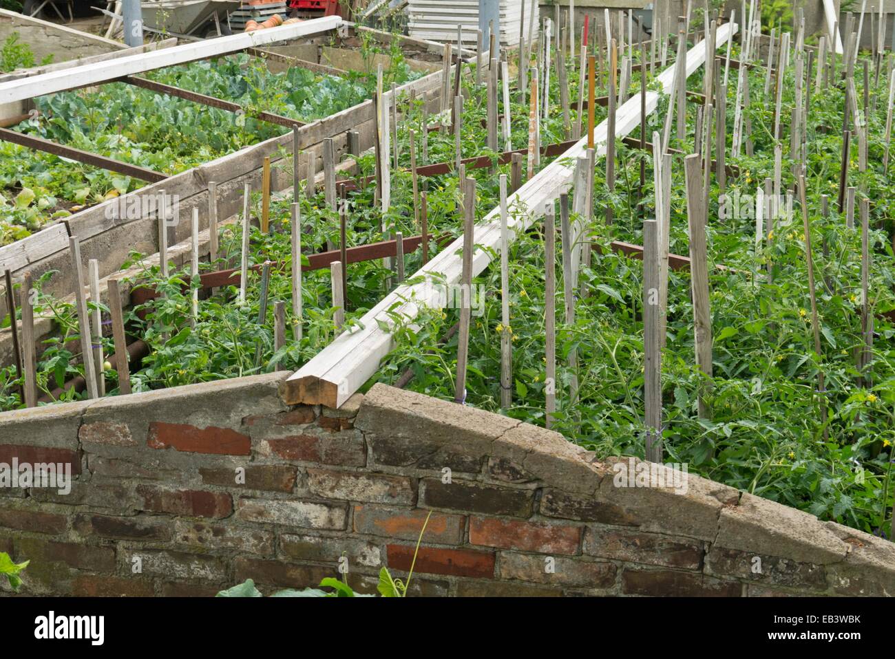 Tomatoes (Lycopersicon esculentum) in cold frames Stock Photo - Alamy