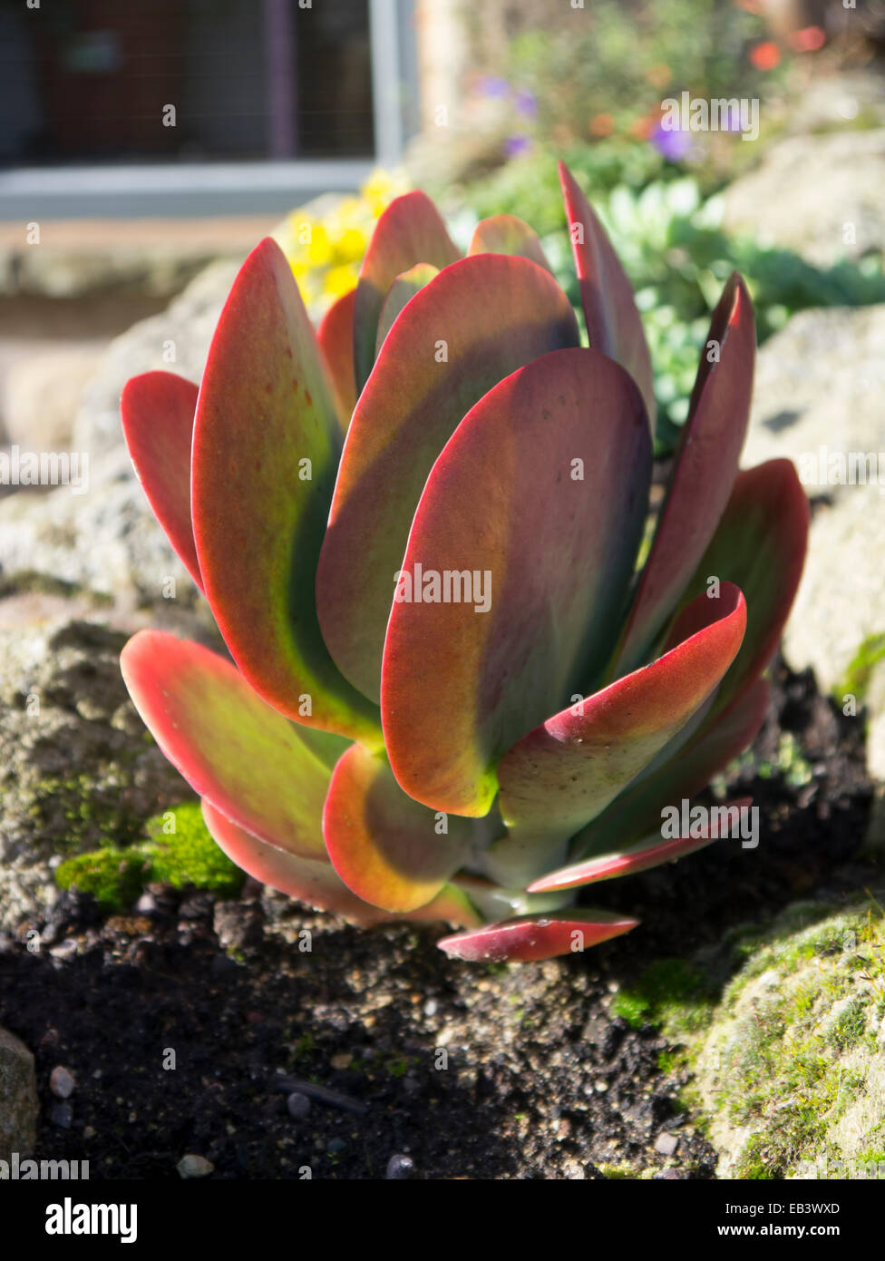 Succulent plant growing on a wall in Heptonstall Yorkshire England ...
