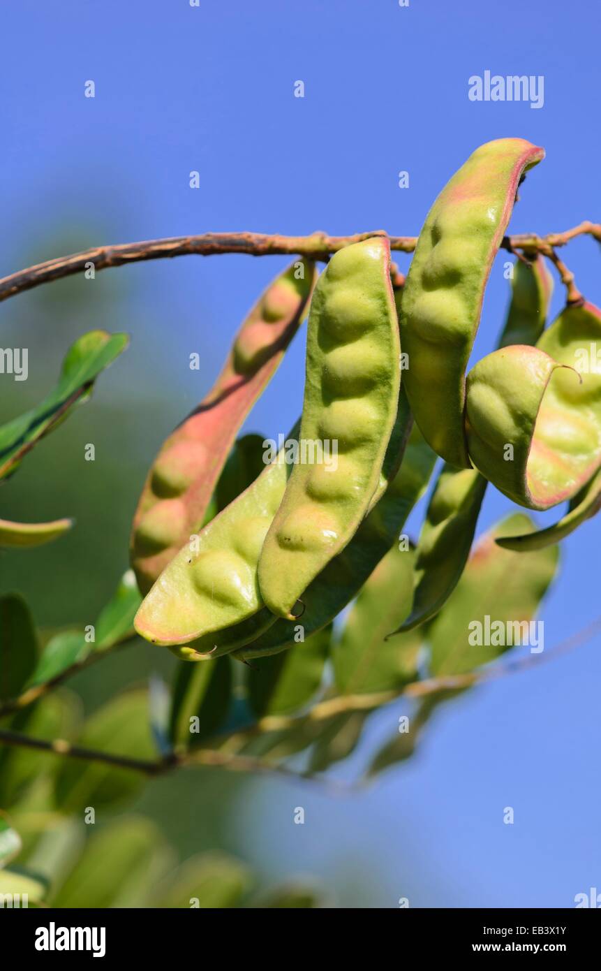 Tara (Caesalpinia spinosa Stock Photo - Alamy