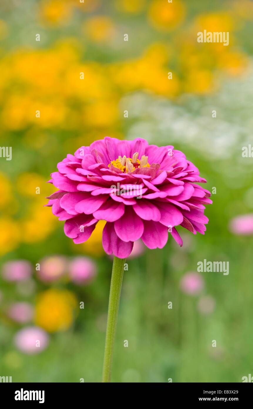 Common zinnia (Zinnia violacea syn. Zinnia elegans Stock Photo - Alamy