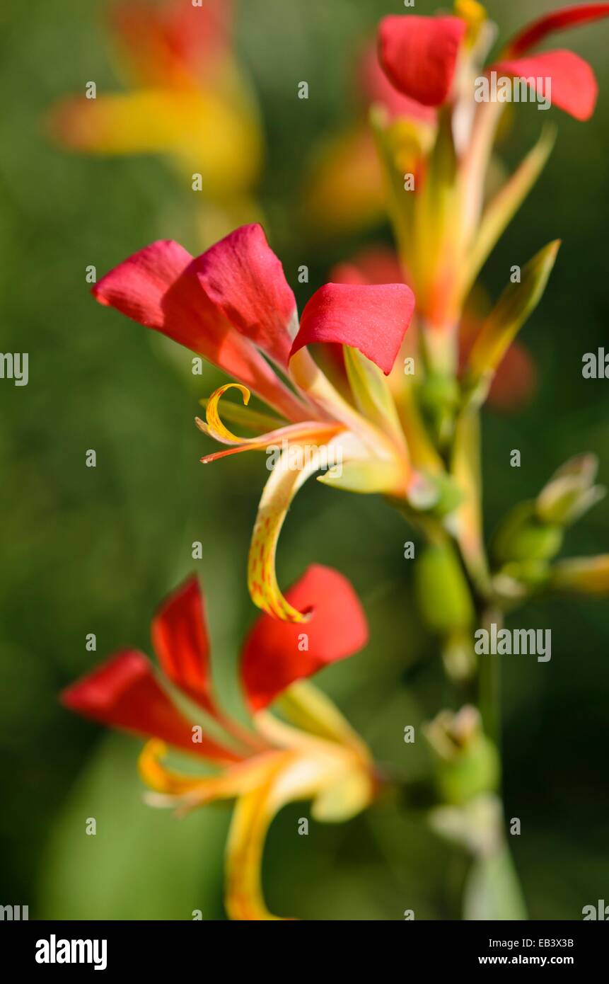 Red flowering canna hi-res stock photography and images - Alamy