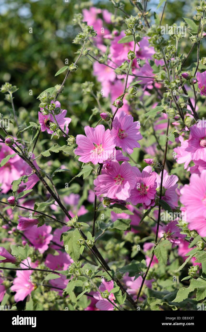 Tree mallow (Lavatera olbia 'Rosea' Stock Photo - Alamy