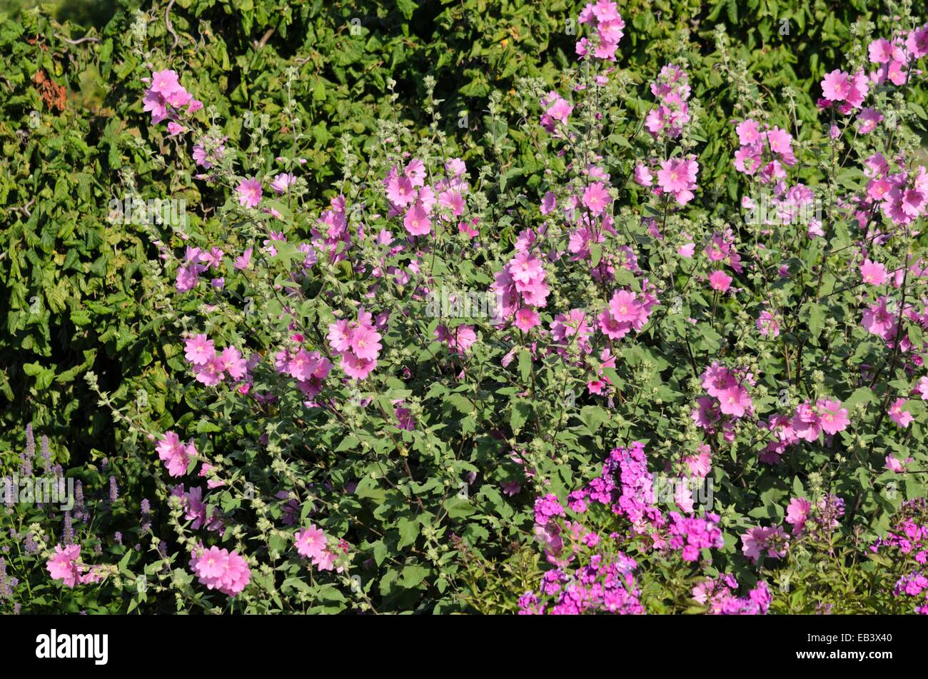 Tree mallow (Lavatera olbia 'Rosea' Stock Photo - Alamy