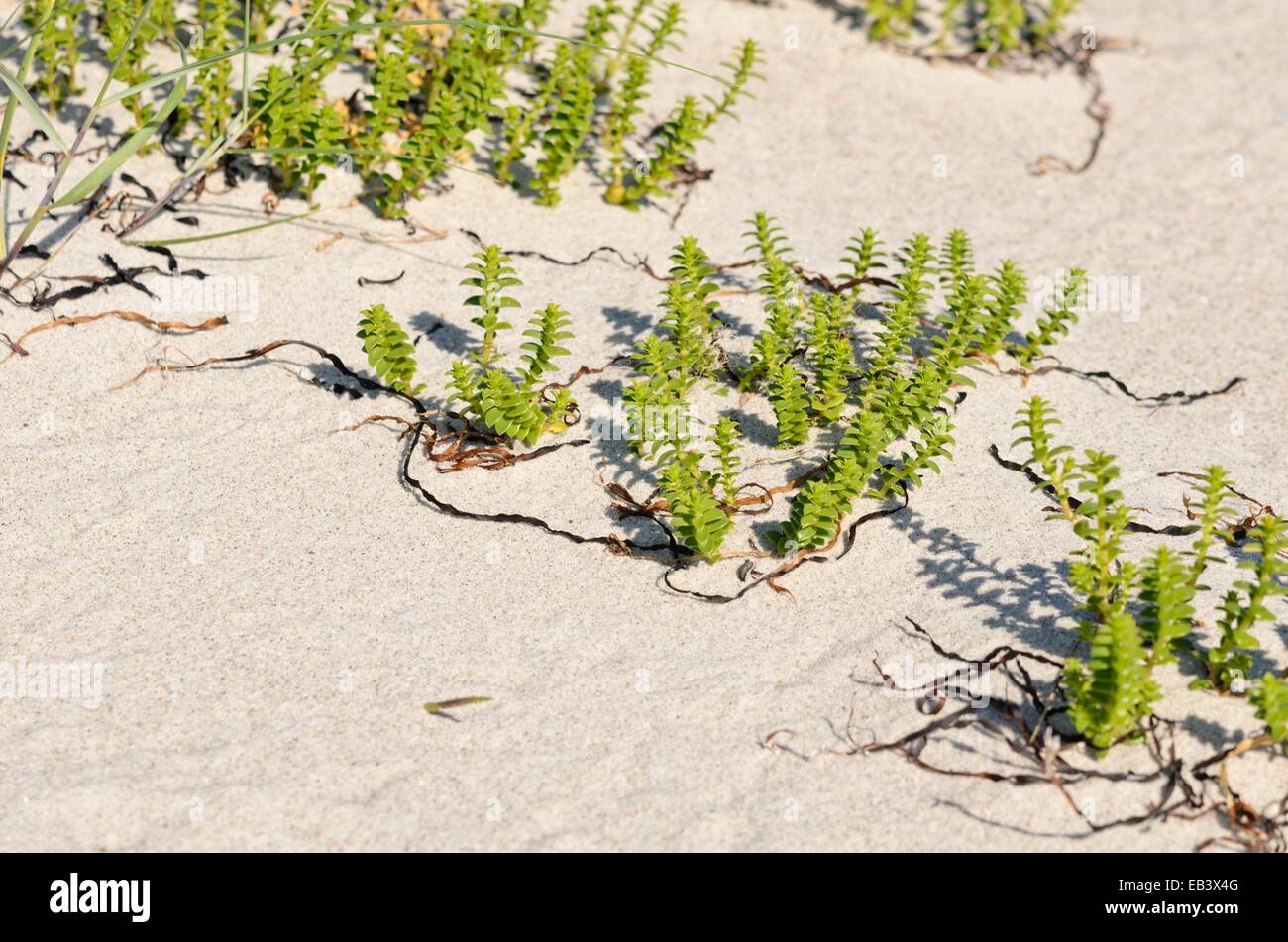 Sea sandwort (Honckenya peploides Stock Photo - Alamy