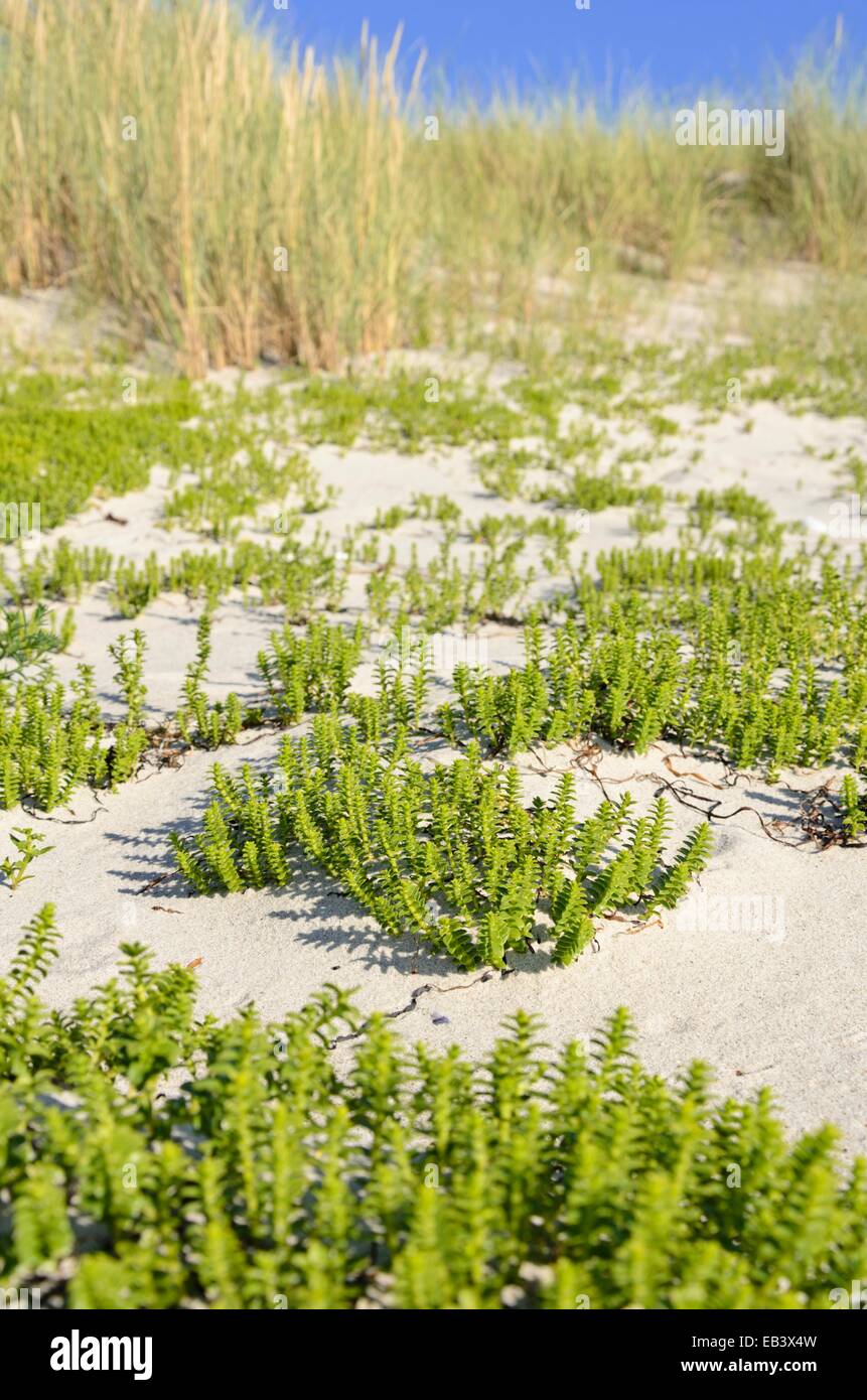 Sea sandwort (Honckenya peploides Stock Photo - Alamy