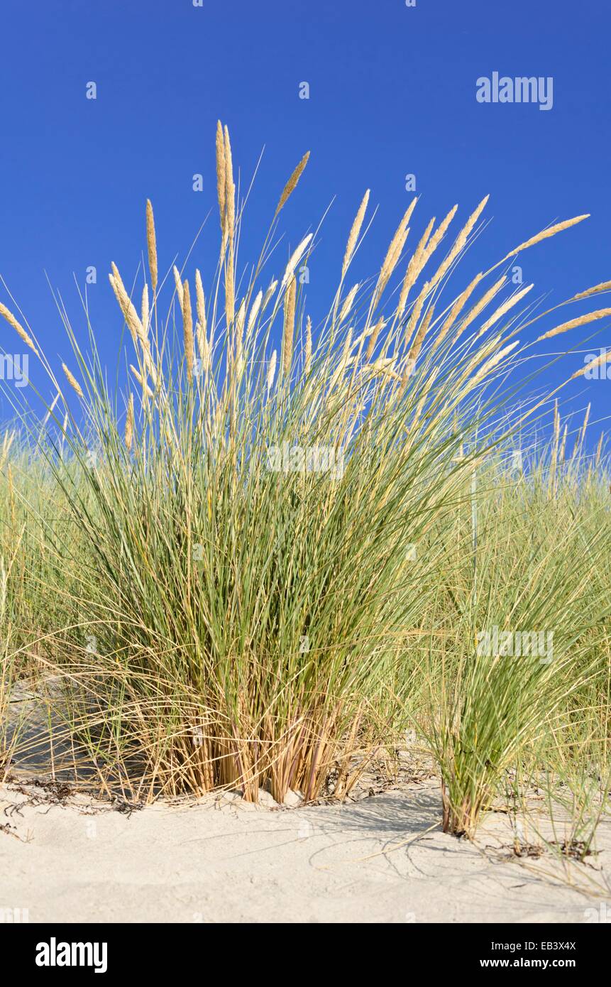 Beach Grass