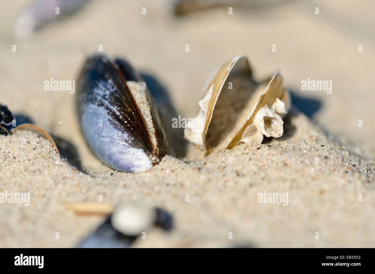 Blue mussel (Mytilus edulis Stock Photo - Alamy