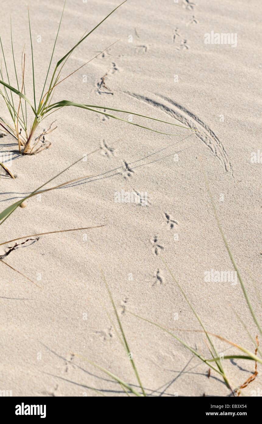 Bird tracks in the sand Stock Photo - Alamy