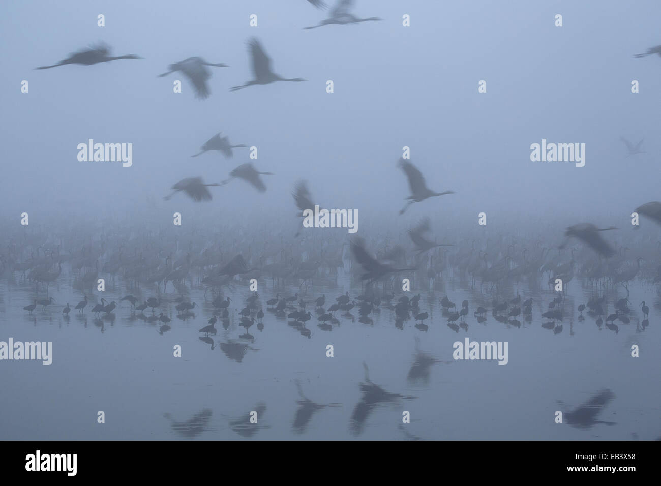 Common crane (Grus grus) and fog. Agamon lake. Hula Valley. Israel ...