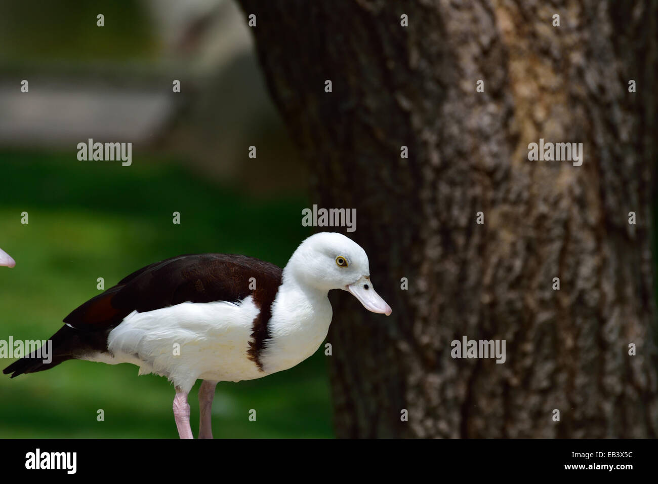 Alone duck bird hi-res stock photography and images - Alamy