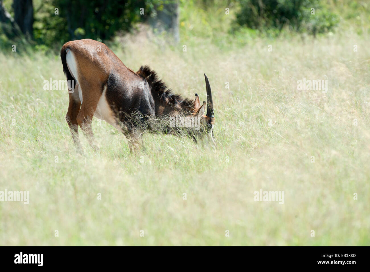 Great sable antelope hi-res stock photography and images - Alamy