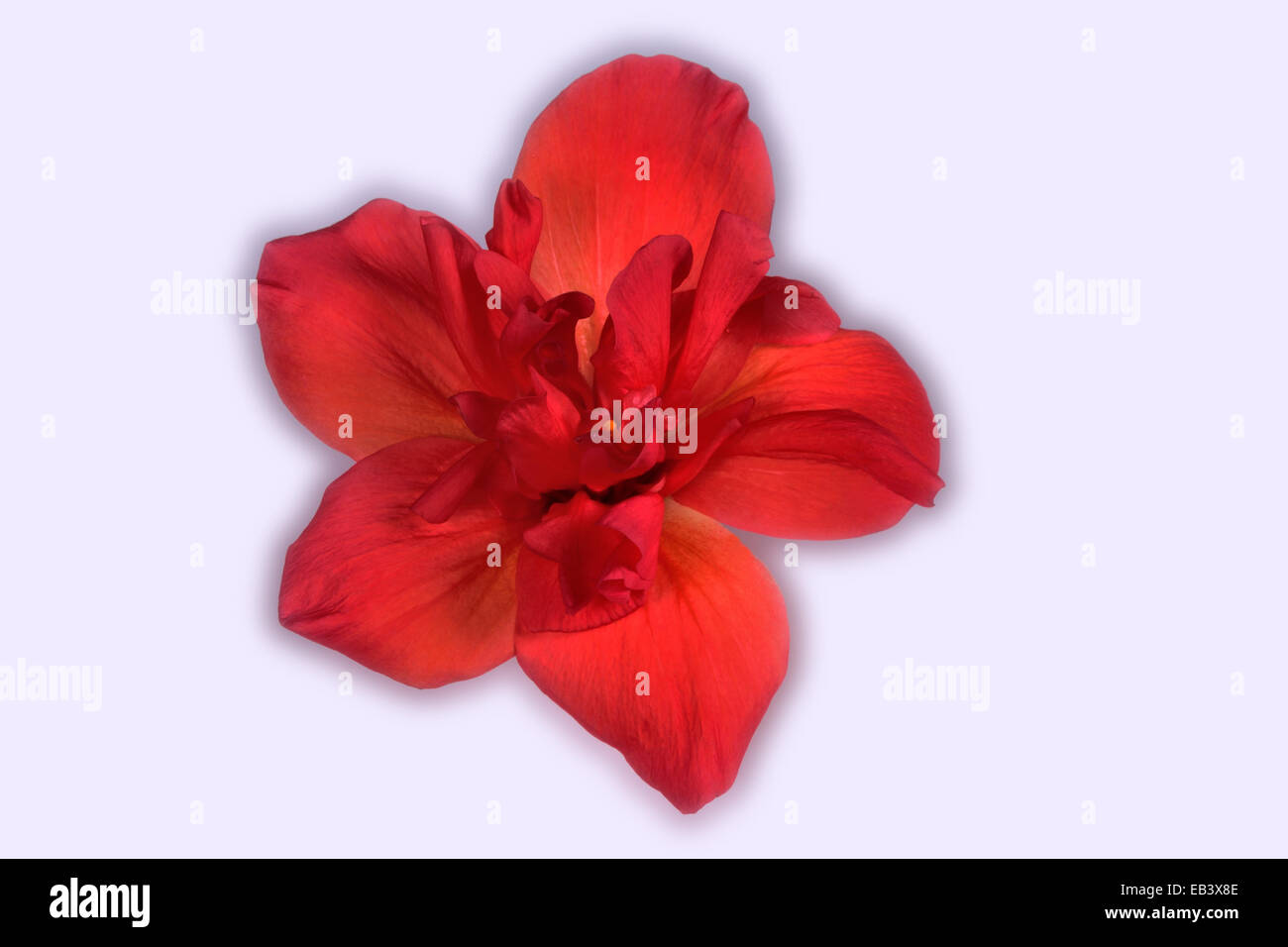 Red hibiscus flower Stock Photo - Alamy