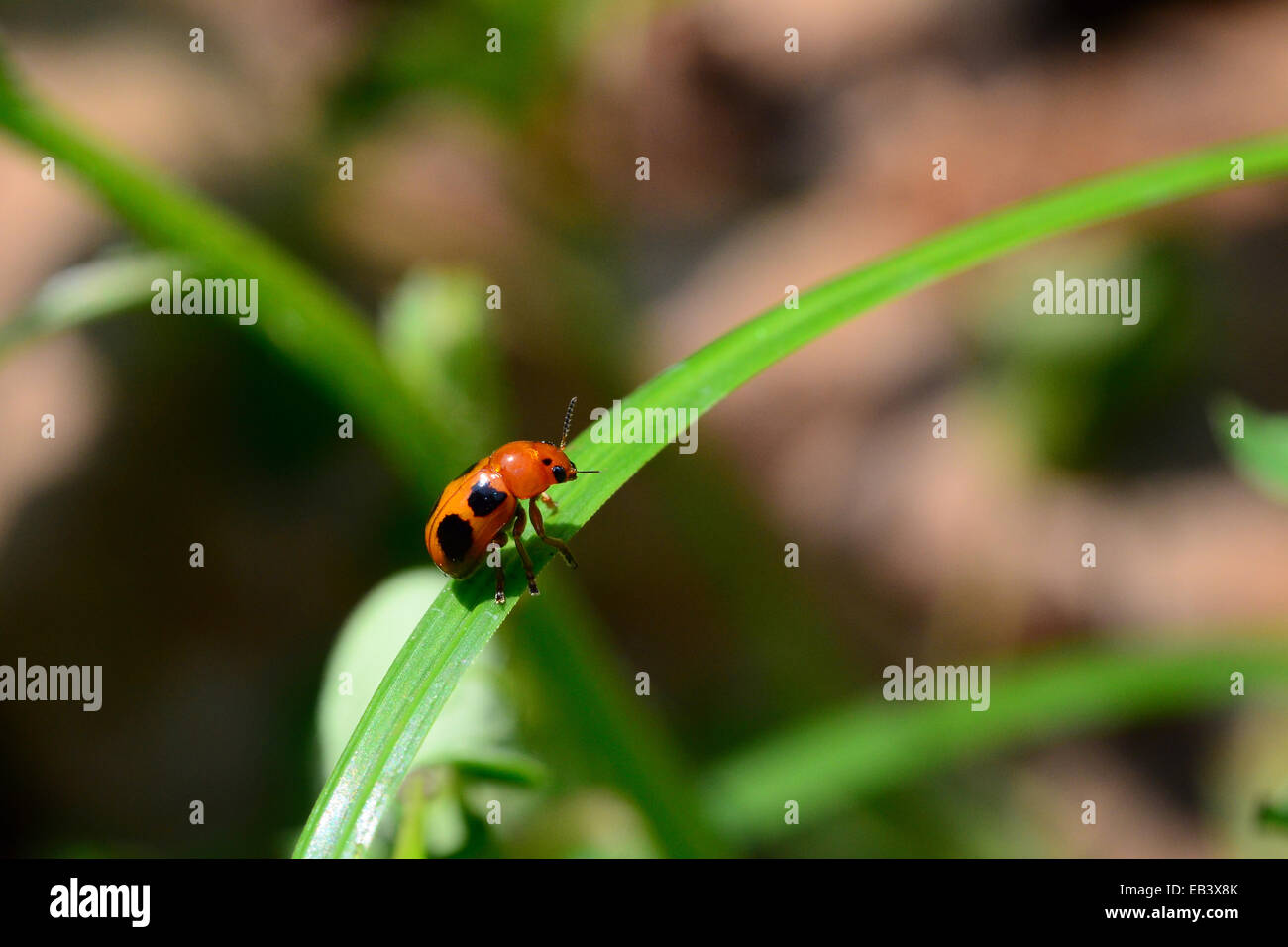 Lady bug close up hi-res stock photography and images - Alamy
