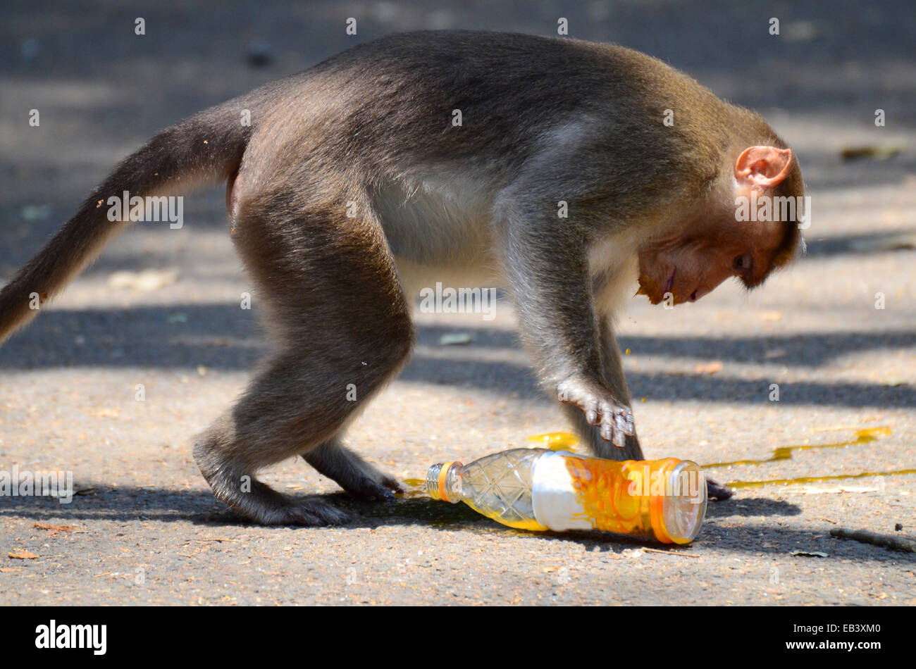 Monkey garbage hi-res stock photography and images - Alamy