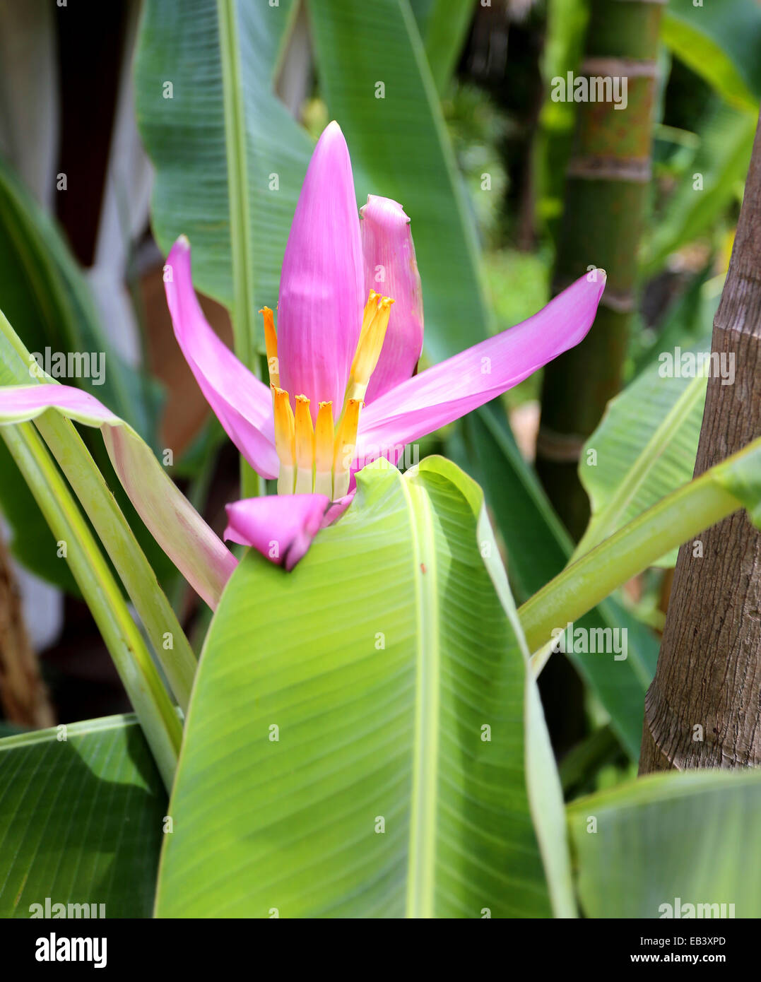 Beautiful banana tree hi-res stock photography and images - Alamy