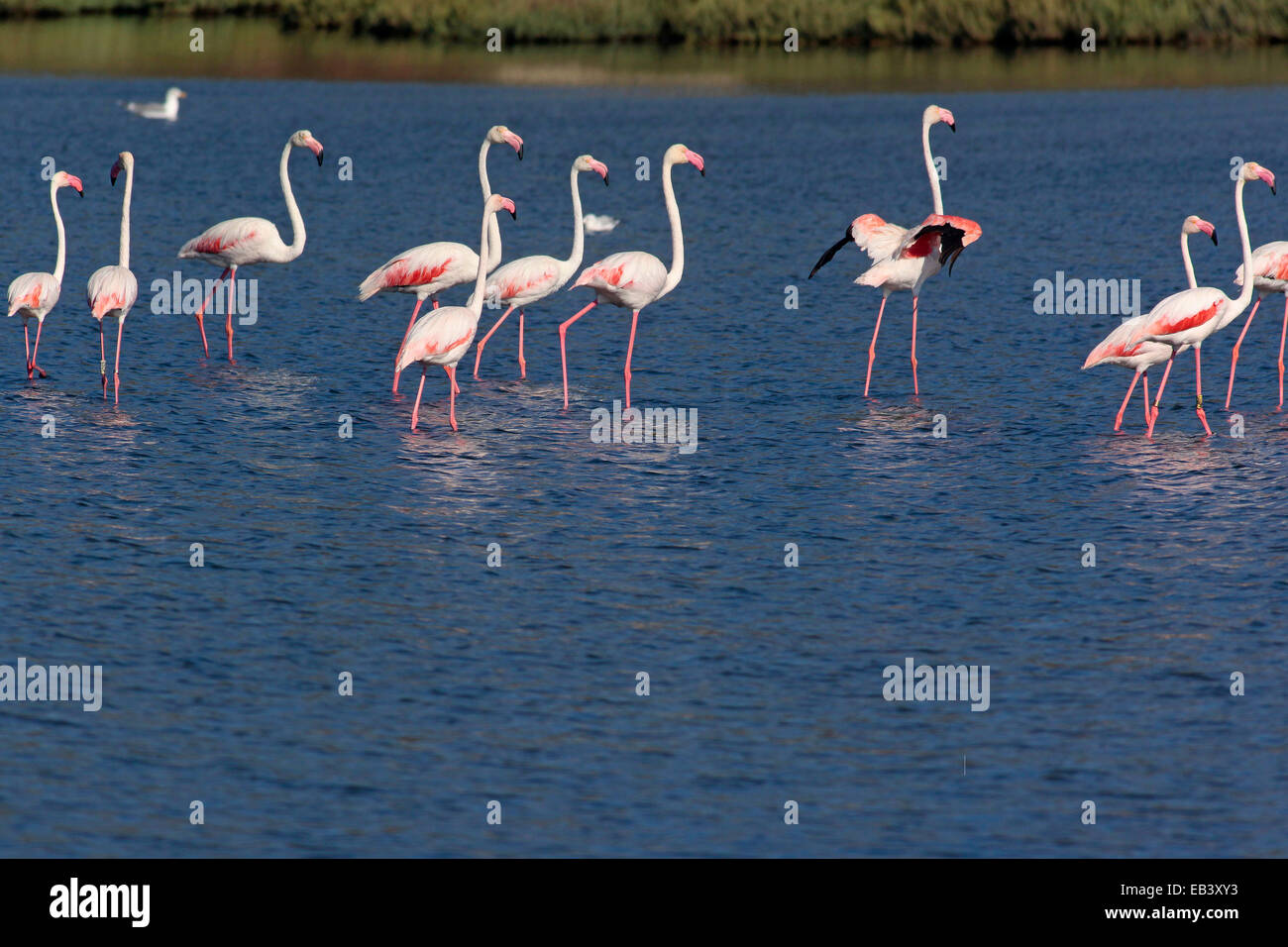 Roseate Flamingo (Phoenicopterus roseus) Flock walking in salt water ...