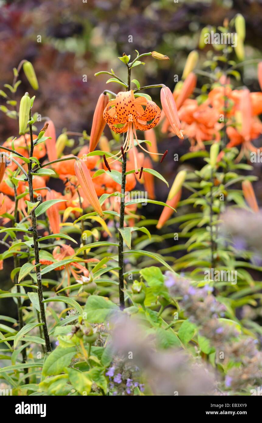 Lily Tigrinum Splendens High Resolution Stock Photography and Images ...