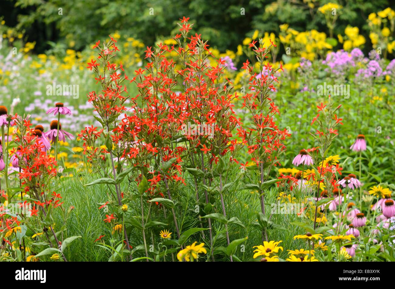 Royal catchfly (Silene regia Stock Photo - Alamy