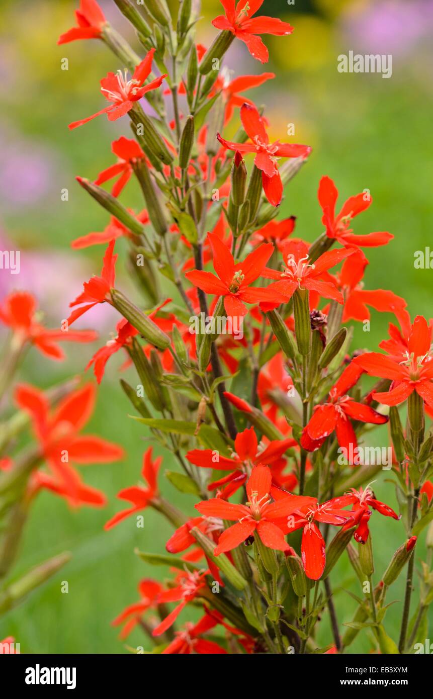 Royal catchfly (Silene regia Stock Photo - Alamy