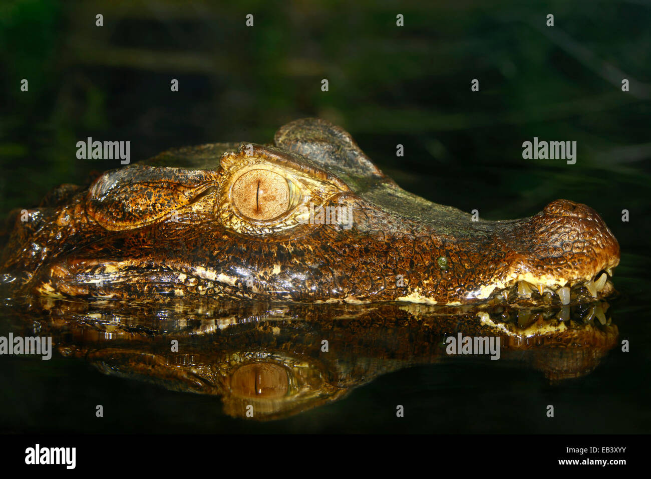 Cuvier's Dwarf Cayman (Paleosuchus palpebrosus) Head in water closeup ...