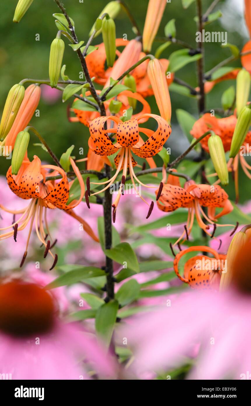 Lily Tigrinum Splendens High Resolution Stock Photography and Images ...