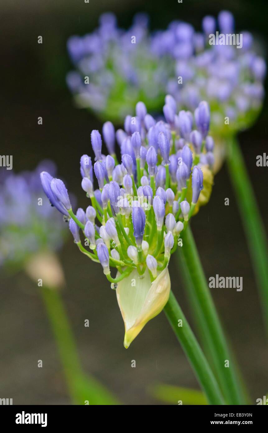 African lily (Agapanthus africanus Stock Photo - Alamy