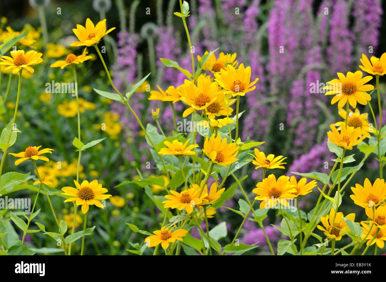 Heliopsis hi-res stock photography and images - Alamy