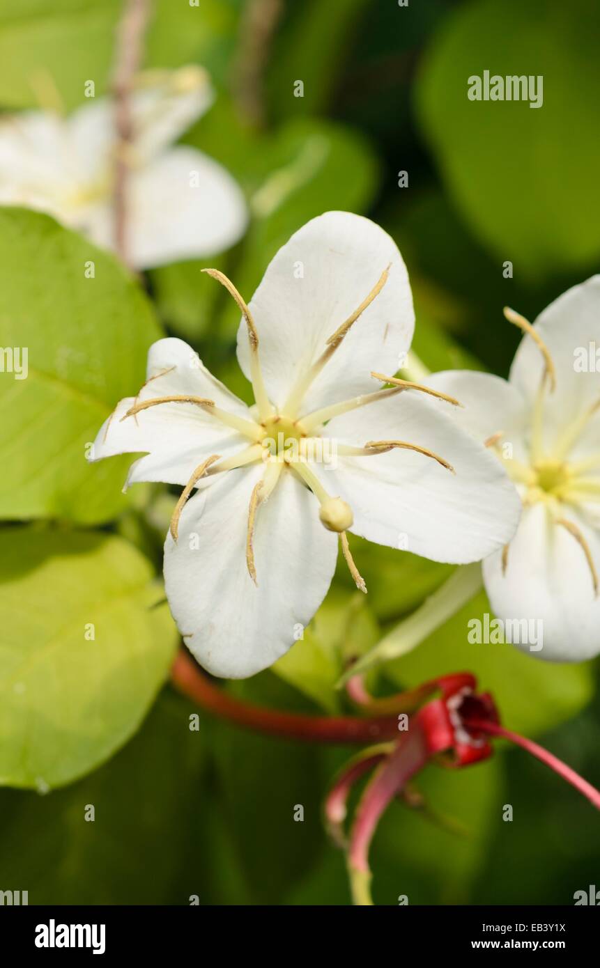 Elegans hi-res stock photography and images - Alamy