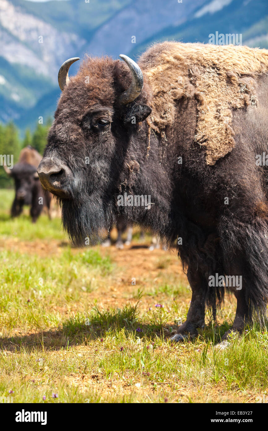 Herd of American Bison (Bison Bison) or Buffalo Stock Photo - Alamy