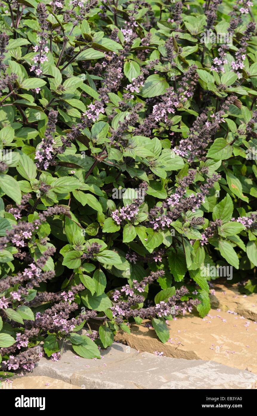Basil (Ocimum basilicum Stock Photo - Alamy