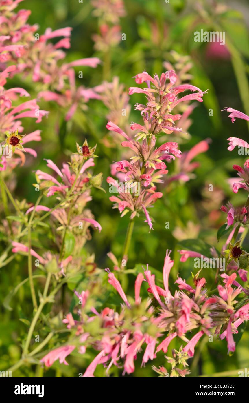 Mexican giant hyssop (Agastache mexicana 'Red Fortune' Stock Photo - Alamy