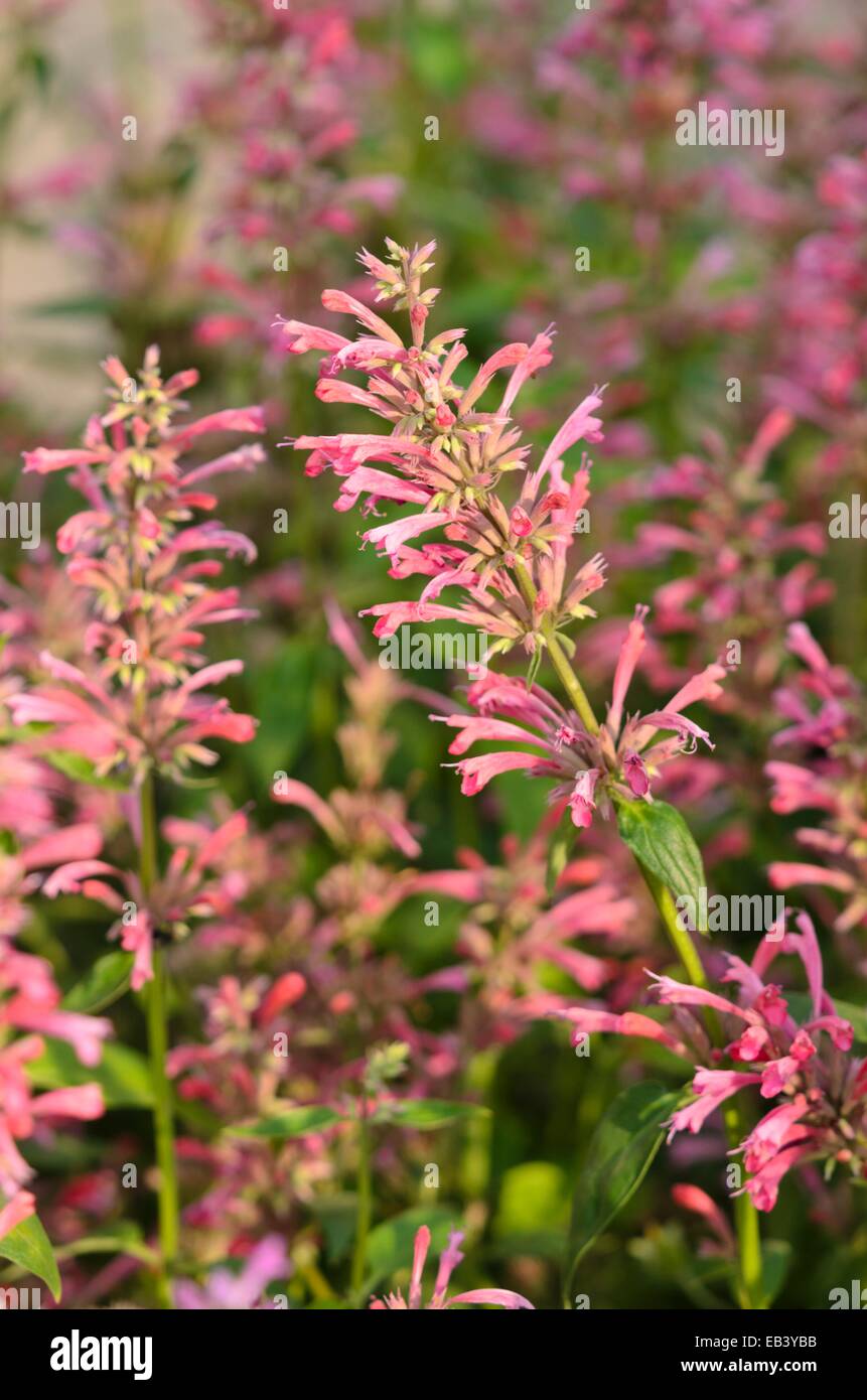 Mexican giant hyssop (Agastache mexicana 'Red Fortune' Stock Photo - Alamy