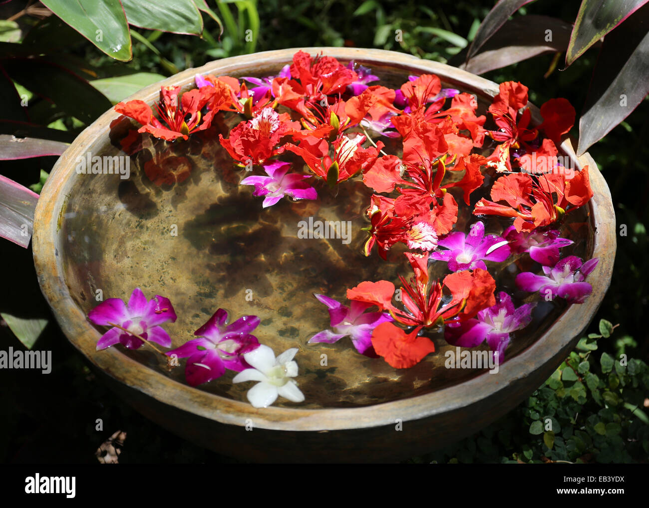 decorative colorful exotic flowers in a vase Stock Photo - Alamy