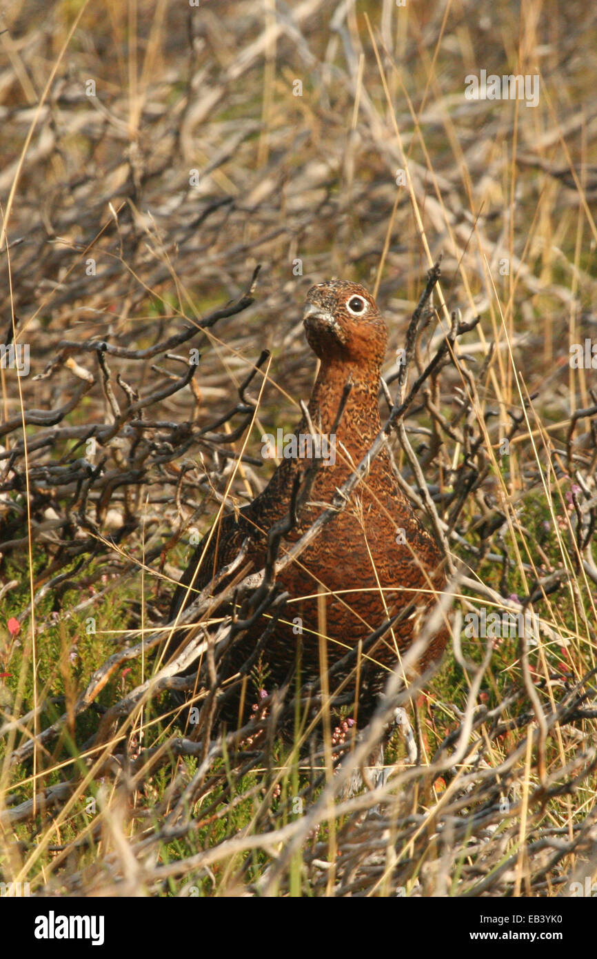 Heather grouse hi-res stock photography and images - Alamy