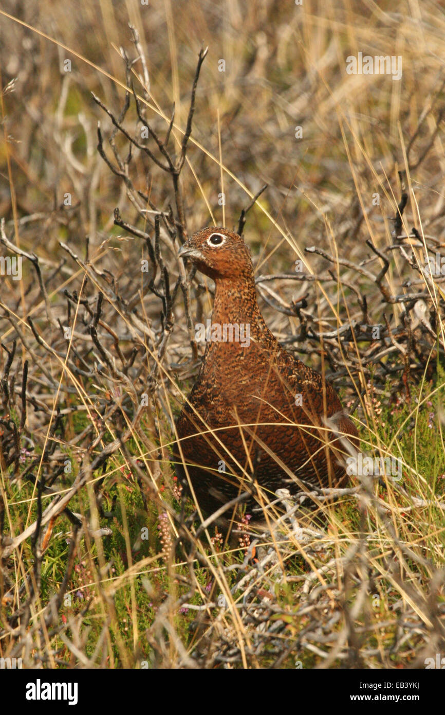 Red Grouse in heather Stock Photo - Alamy