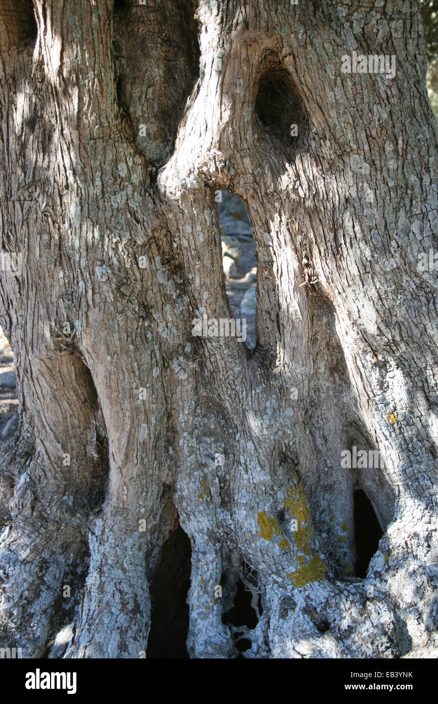 Olive tree bark hi-res stock photography and images - Alamy