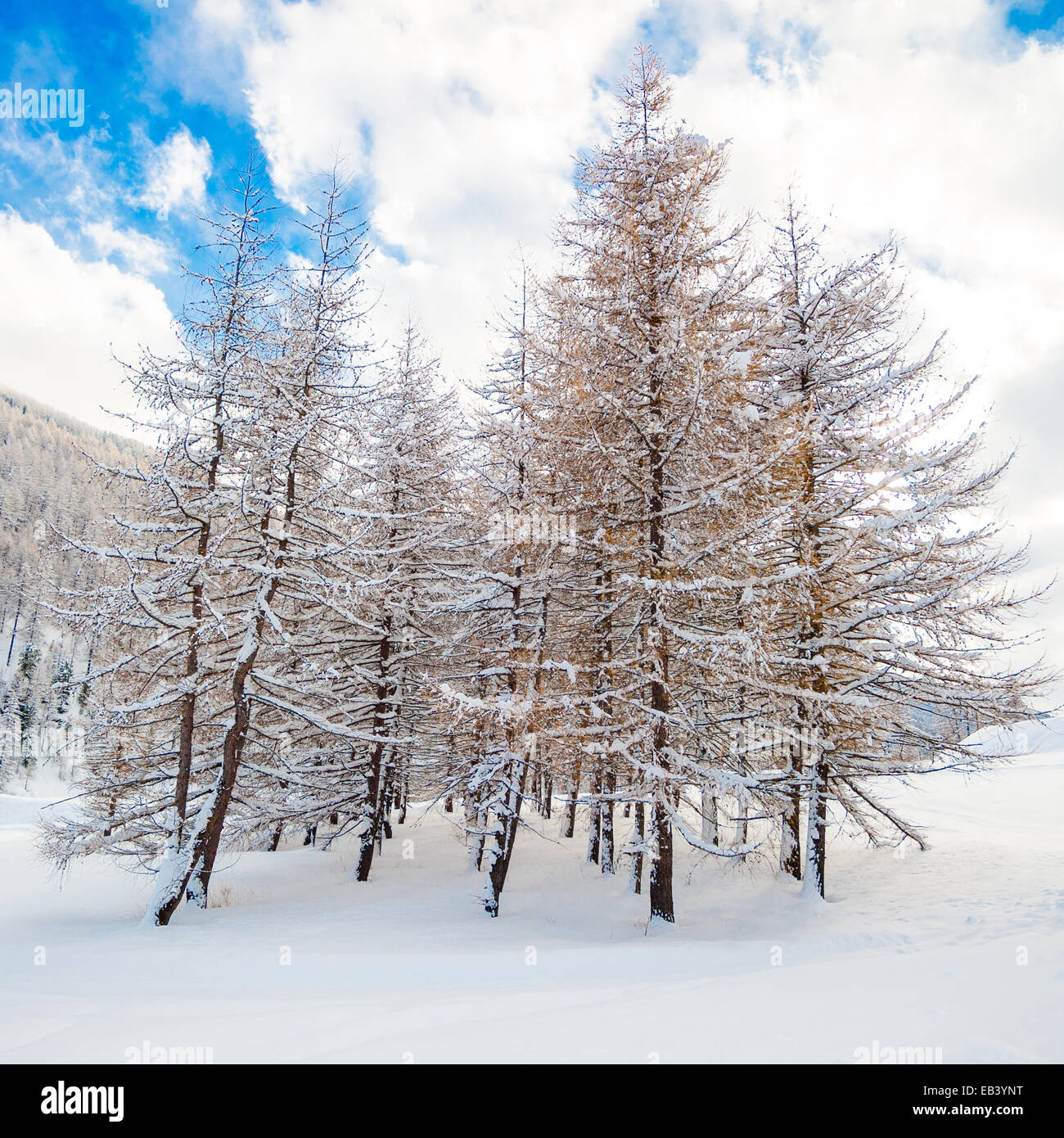 After a severe snowfall, view of a group of trees in a forest, with ...