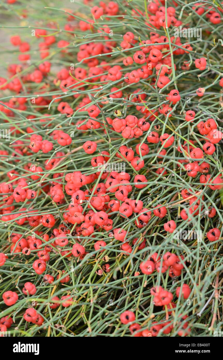 Ephedra plant hi-res stock photography and images - Alamy