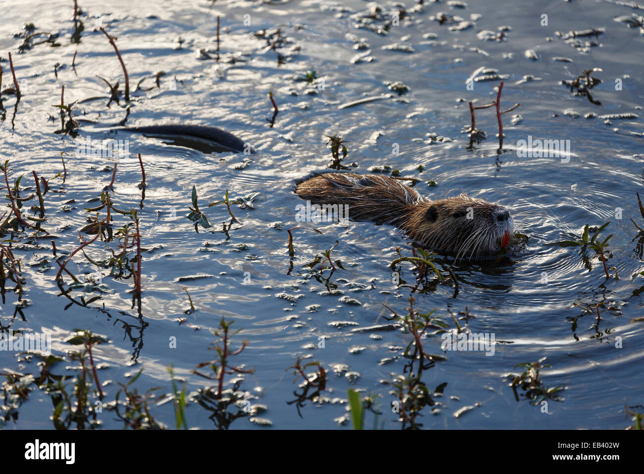 Coipu (Myocastor coypus) eating aquatic vegetation. Agamon lake. Hula ...