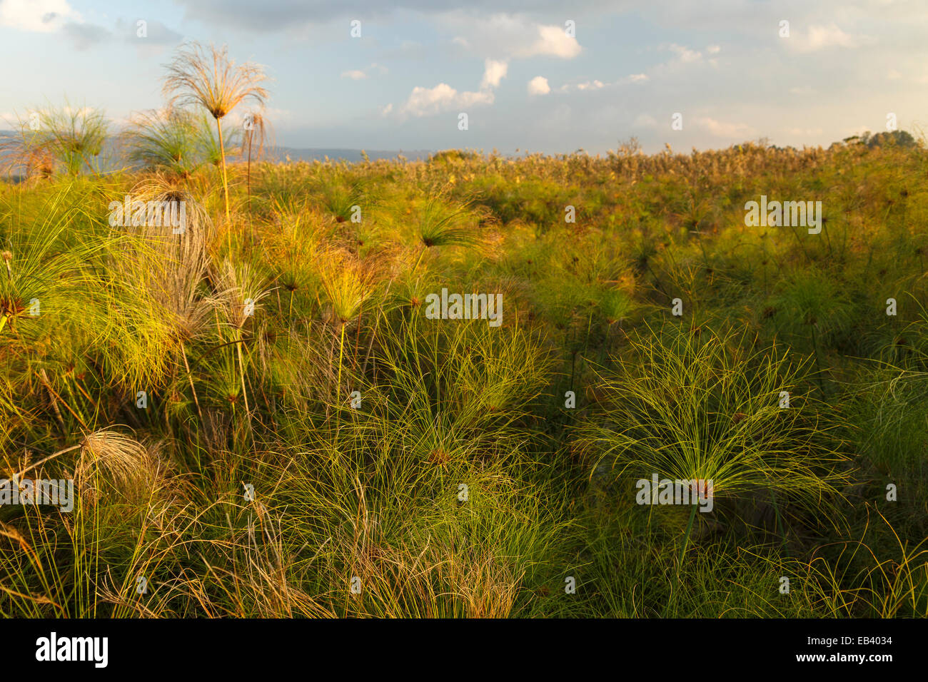 Aquatic vegetation. Hula Nature Reserve. Hula Valley. Israel Stock ...