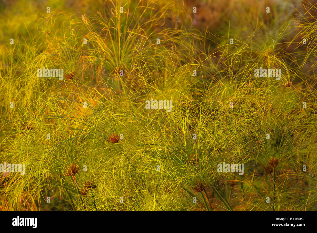 Aquatic vegetation. Hula Nature Reserve. Hula Valley. Israel Stock ...