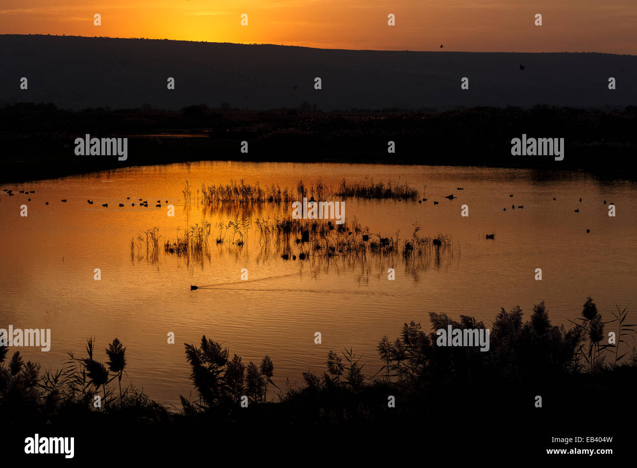 Birds and lake. Agamon Lake. Hula Valley. Israel Stock Photo - Alamy
