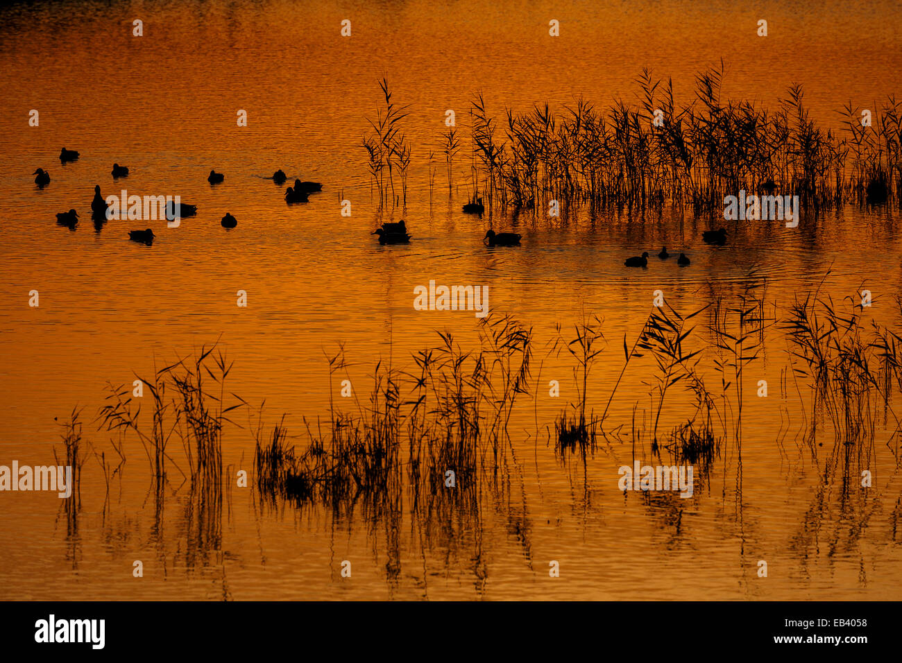 Birds and lake. Agamon Lake. Hula Valley. Israel Stock Photo - Alamy