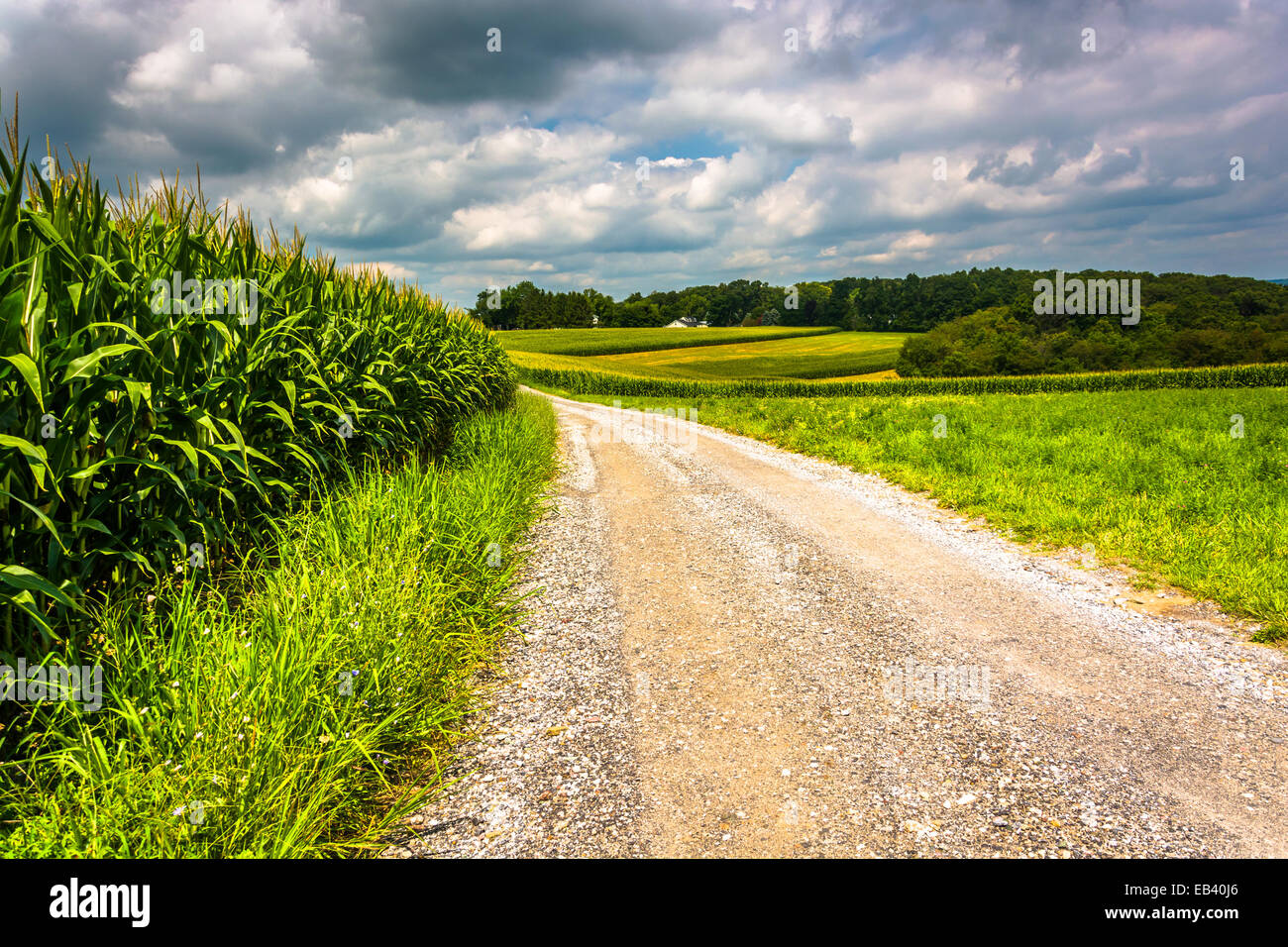 Cornfield Photography